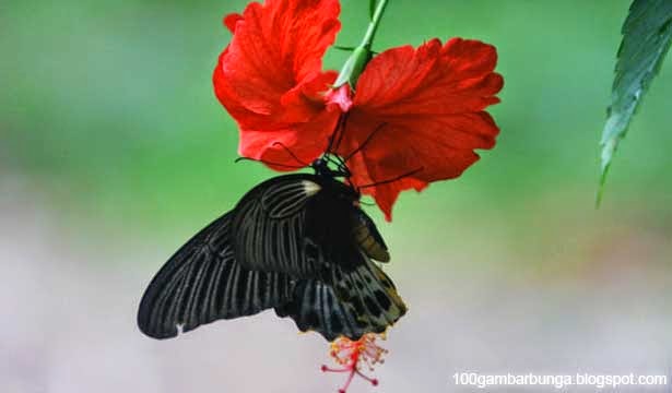 Inspirasi 25 Gambar Struktur Bunga Sepatu Dan Fungsinya Gambar ...